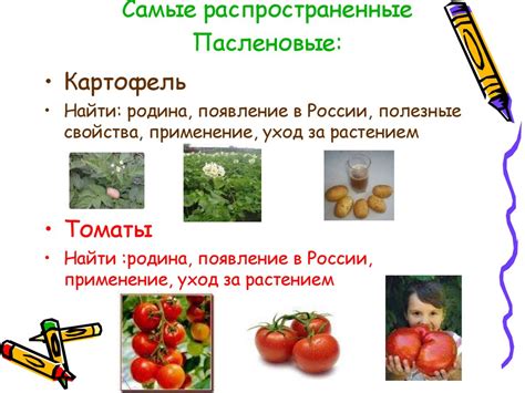 Семейство пасленовые презентация онлайн