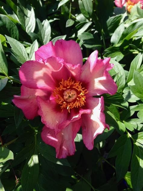 Paeonia Takara An Itoh Peony Online Flower Garden