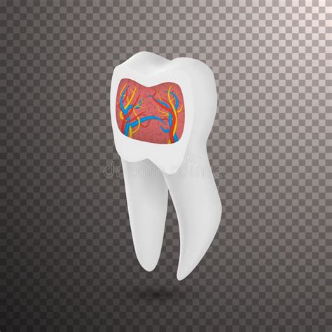 Vector Realistic Tooth 3d Teeth With Inner Part Veins Template On