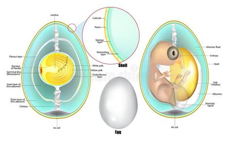 Anatomy Of A Bird Embryo Explore The Structure Of An Egg