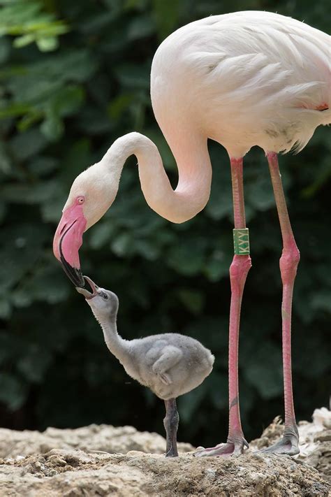 Zoo Vienna Has Tons of Pink Flamingo Chicks! | Vögel als haustiere ...