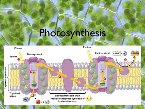 Slide Viewer Love Biology A Level
