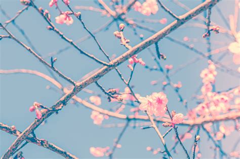 벚꽃입니다 자연 배경입니다 레트로 빈티지 필터 효과입니다 3월에 대한 스톡 사진 및 기타 이미지 3월 4월 계절 Istock