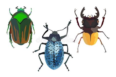 Colorful Bugs Entomologic Set Of Three Beetles Stock Vector