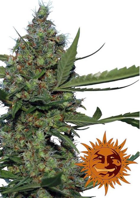 Laughing Budha Semillas De Marihuana Feminizadas
