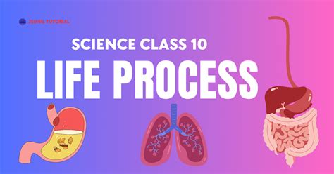 Life Process CBSE Study Notes Class Science