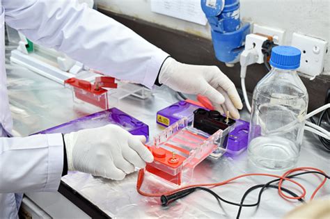 실험실에서 감자 잎 Dna 추출 절차 Dna에 대한 스톡 사진 및 기타 이미지 Dna Dna 분리 Stem 주제 Istock