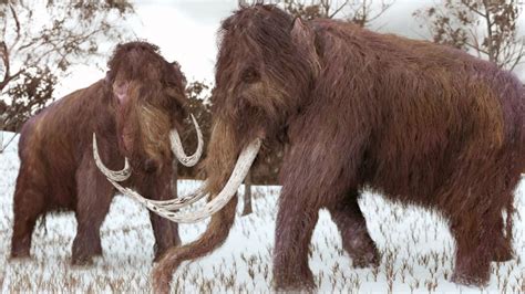 Woolly Mammoth Scientists Are Two Years Away From Creating A Hybrid