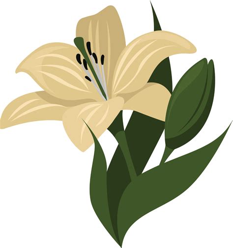 Lilium Flower Illustration Vector On White Background 13562543 Vector