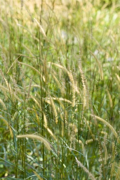 Plants Eaterr Images