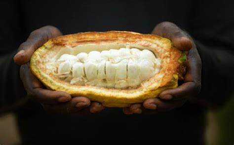 Nestlé Cocoa Plan I Nostri Valori Baci Perugina