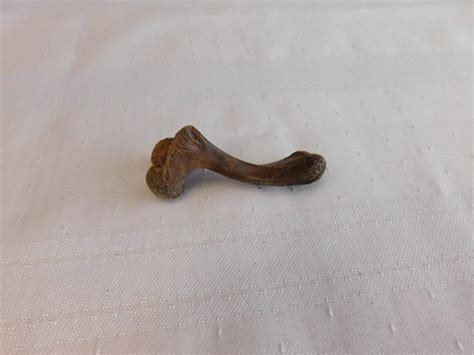 Turtle Humerus Fossil Fossils And Artifacts For Sale Paleo Enterprises
