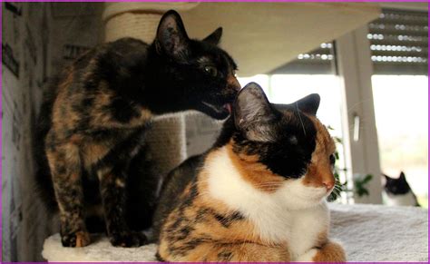 Das Schnurren Der Katze Eine Vielf Ltige Sprache