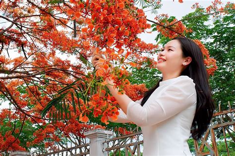 Bâng Khuâng Mùa Hoa Phượng Báo Dân Tộc Và Phát Triển