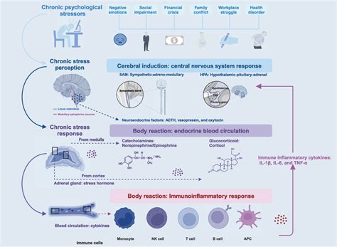 Chronic Stress Mediates Inflammatory Cytokines Alterations And Its Rol