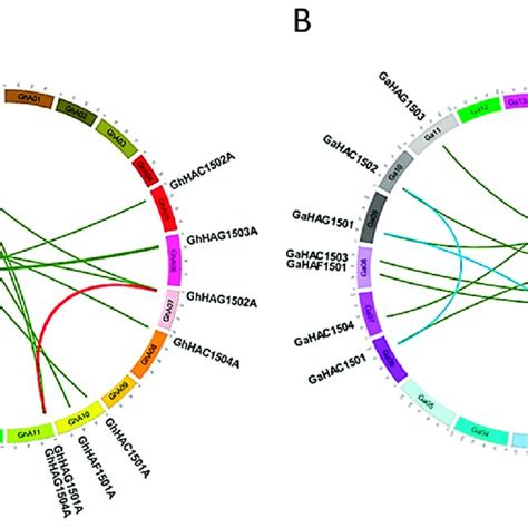 Chromosomal Distribution And Gene Duplication Of Hats In Gossypium
