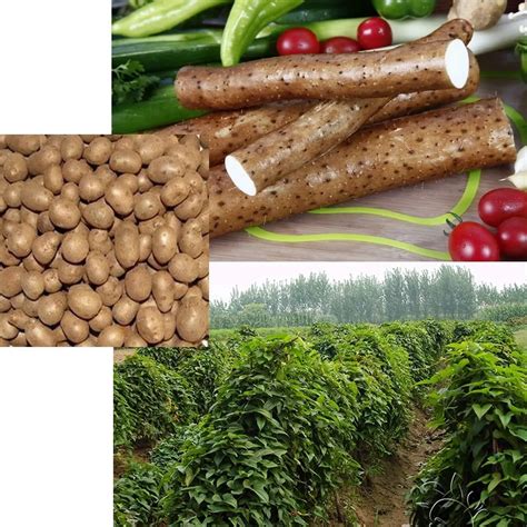Cheap Chinese Yam, find Chinese Yam deals on line at Alibaba.com