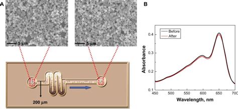 A Scanning Electron Microscopy Images Of Polystyrene Polydiacetylene