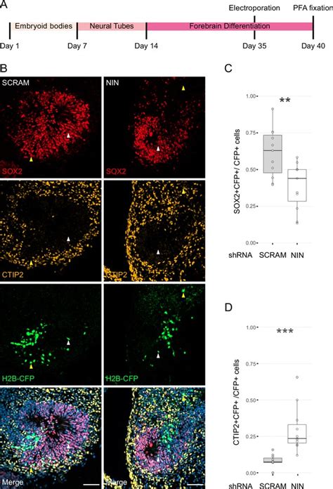 Asymmetric Inheritance Of Centrosomes Maintains Stem Cell Properties In Human Neural Progenitor