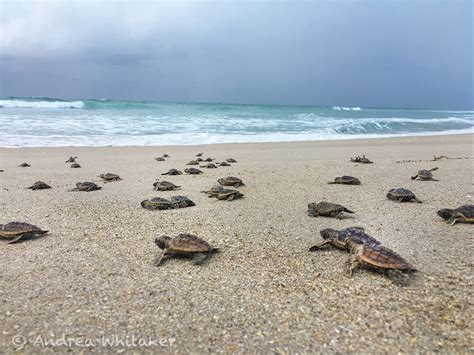 Sea Turtle Nesting Season Is In Full Swing Coastal Angler And The
