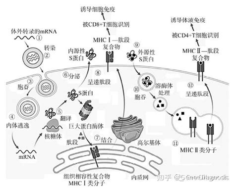 Mrna疫苗全面解读 1（疫苗分类与机理） 知乎