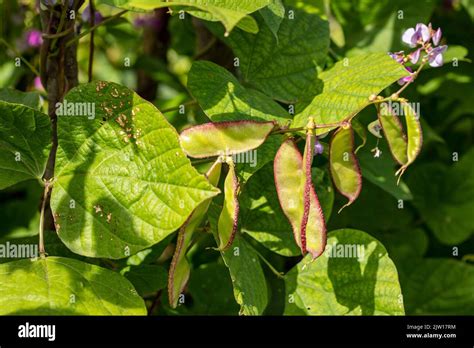 Close Up Bean Flowers And Beans Of Lablab Bean Lablab Purpureus Stock