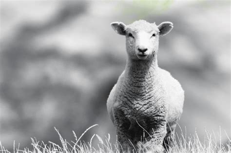 Breeding Low Methane Burpers Countrywide