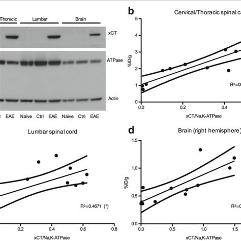Ex Vivo Biodistribution Of 18 F Fspg And 18 F Fdg In Eae And Naive
