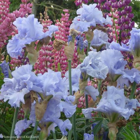 Iris Germanica Nestucca Rapids Tall Bearded Iris From Sandys Plants