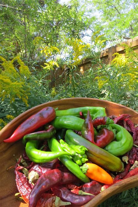 Denver Native Plants