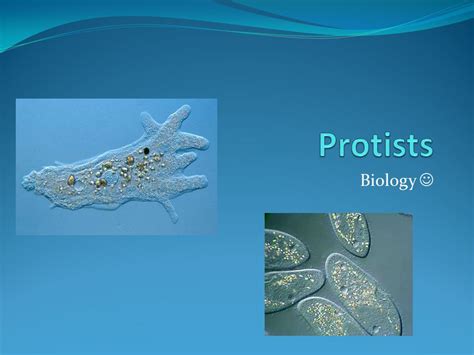 Protists Examples
