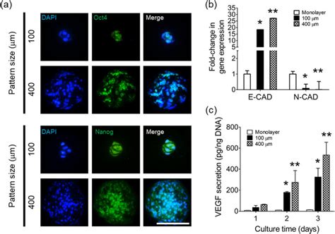 A Fluorescence Images Displaying Expression Of Stemness Marker Download Scientific Diagram