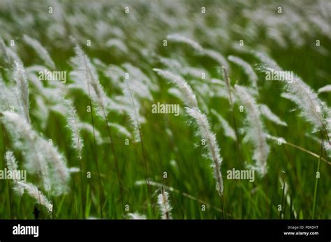 Grassland Airport Road At Charlie Mummery Blog