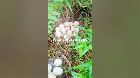 Ang Daming Itlog Ng Manok Sa Gubat Youtube