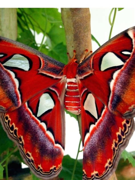 Red Giant Prometheus Moth Leggings For Sale By Scubagirlamy Redbubble