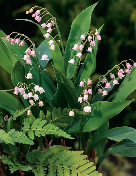 Pink Lily Of The Valley Bulb Winter Season Mr Fothergills