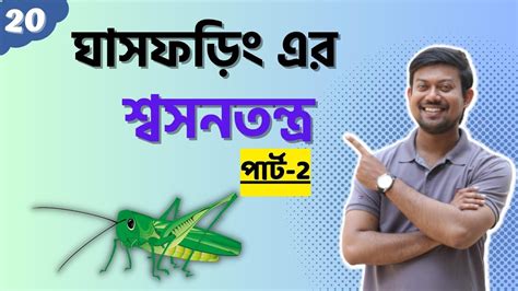 20 ঘাসফড়িং এর শ্বসনতন্ত্র। পার্ট 2। Respiratory System Of Grasshopper