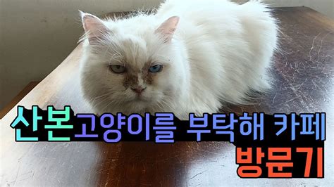 산본 고양이카페 고양이를부탁해 카페 방문기 Youtube