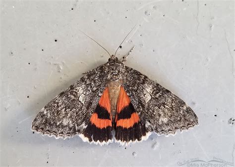 Underwing Moth Learning About Life And Death With A Yellow Underwing