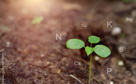 N P K Ca Cu S Mg Are Essential Macronutrients And Micronutrients For