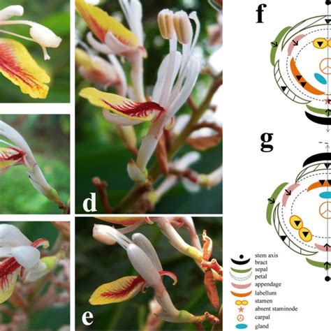 Three Typical Types Of Labellum In Zingiberaceae Representative Genera