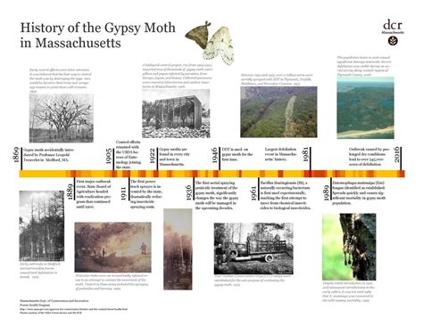 State Library Of Massachusetts The War Against The Gypsy Moth In