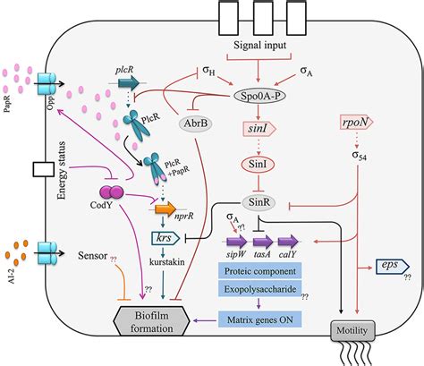 Schematic Representation Of The Regulatory Network Controlling Biofilm