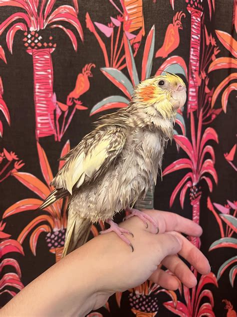 Soggy Chicken Rcockatiel