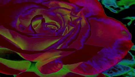 Neon Bud Photograph By Eric Winrow Fine Art America