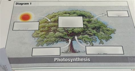 Photosynthesis Diagram Diagram Quizlet