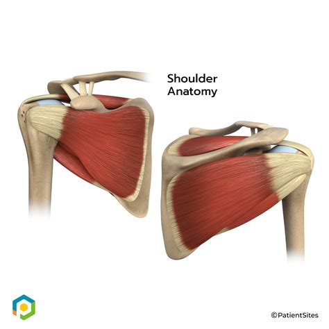 Human Shoulder Anatomy