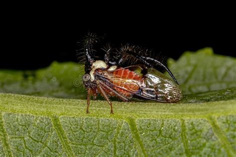 Adult Treehopper Insect Stock Image Image Of Ceresini 238163629