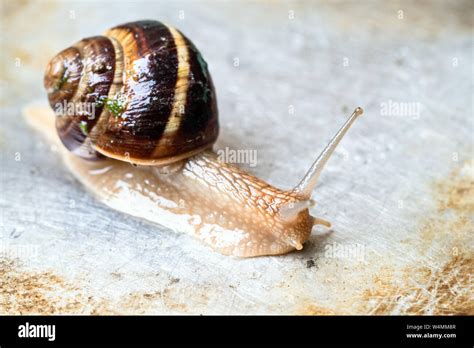 Turkish snail hi-res stock photography and images - Alamy