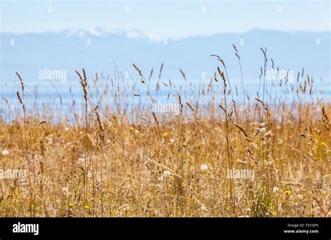 Tall Dry Grass On San Juan Island With The Strait Of Juan De Fuca And